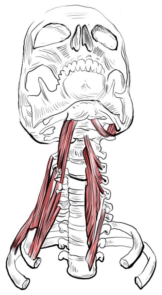 The Most Common Yoga Injuries and How You Can Avoid Them. Part V: Neck ...